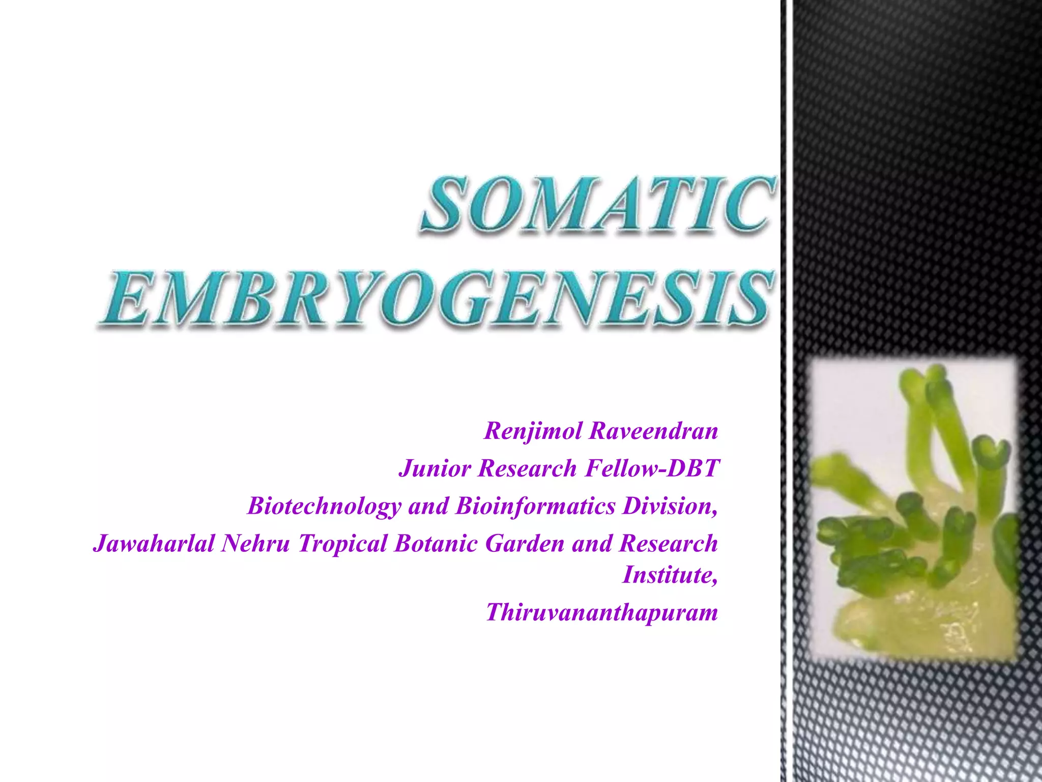 Somatic embryogenesis | PPTX