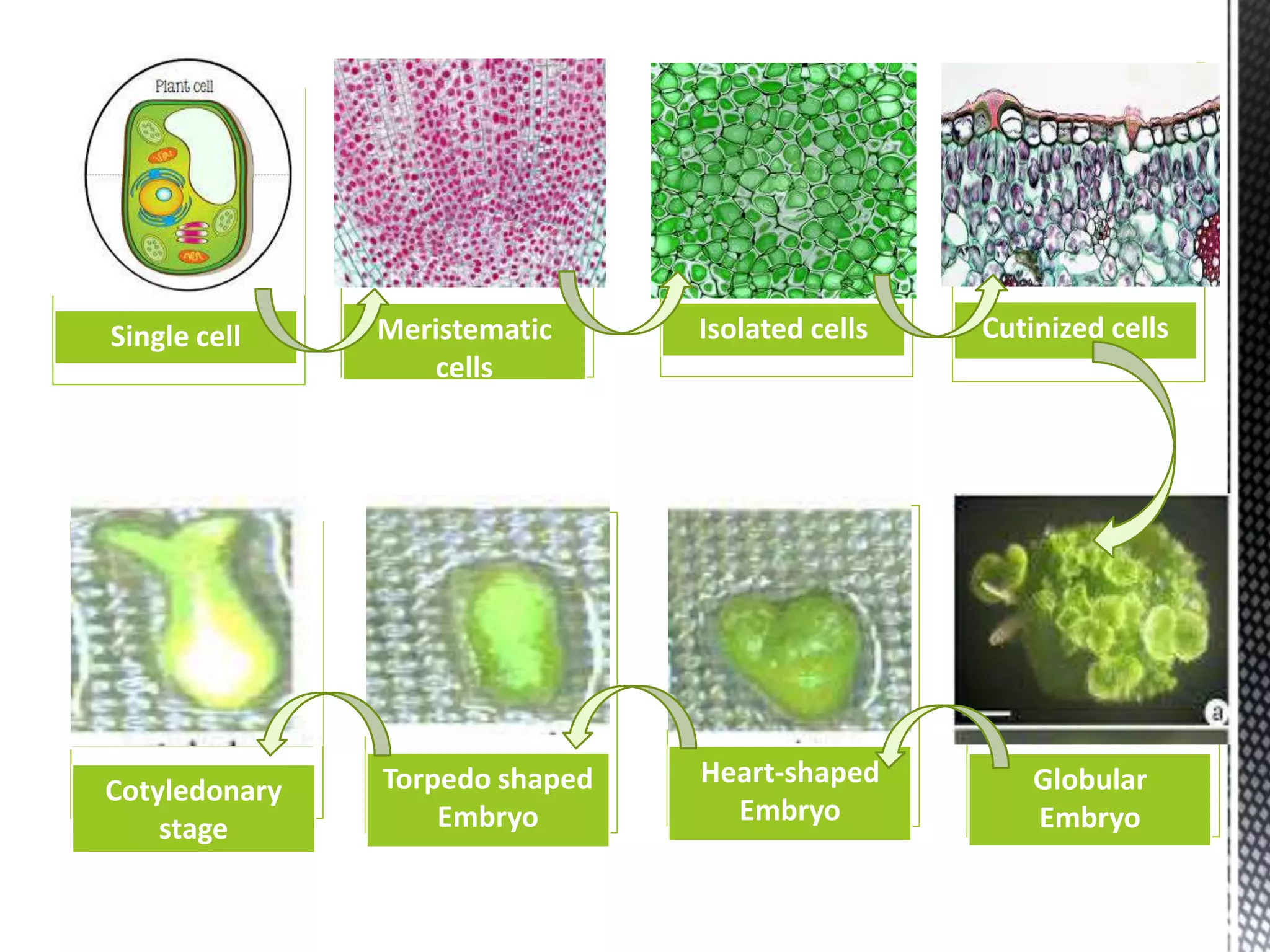 Somatic embryogenesis | PPTX