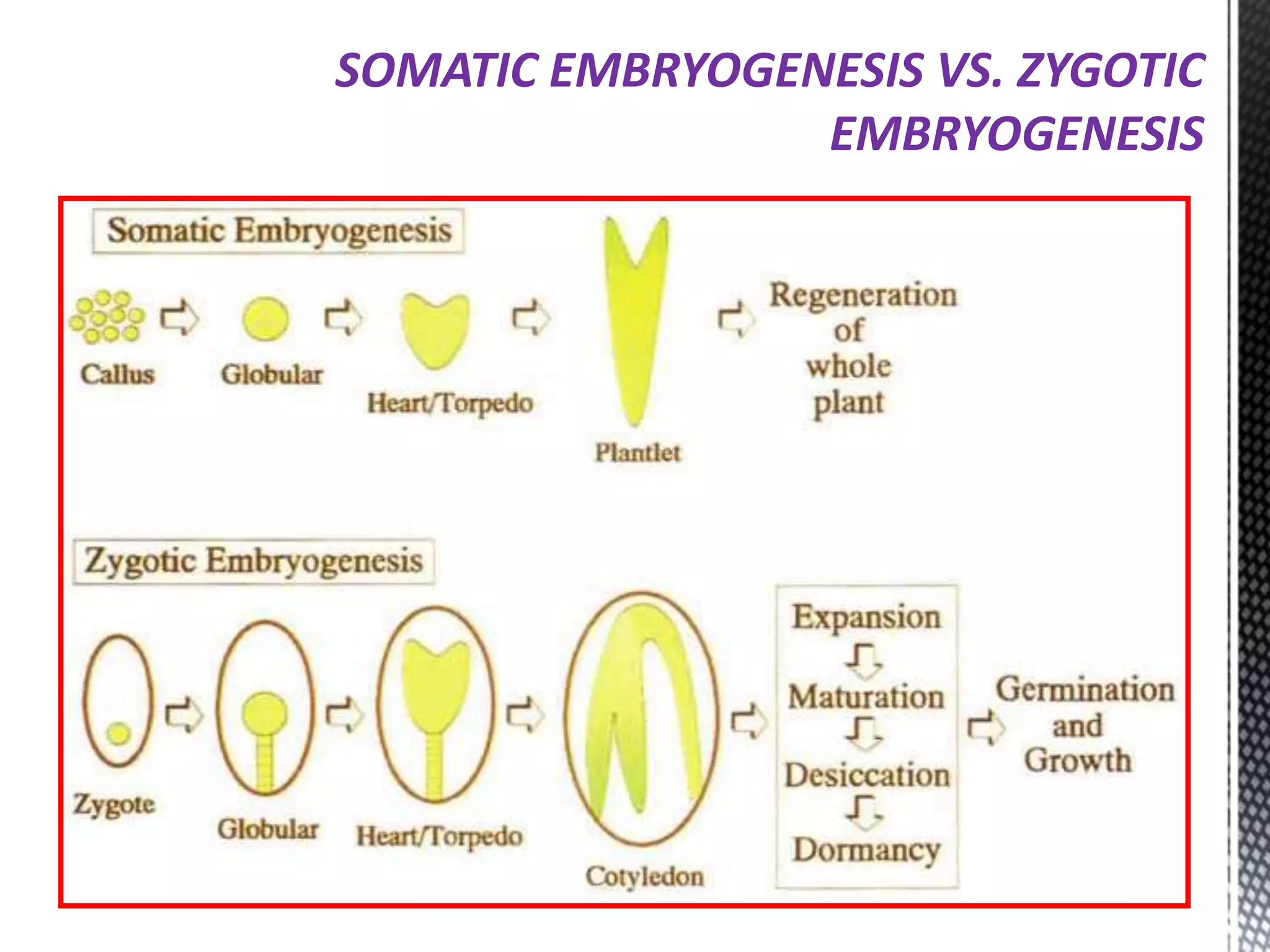 Somatic embryogenesis | PPTX