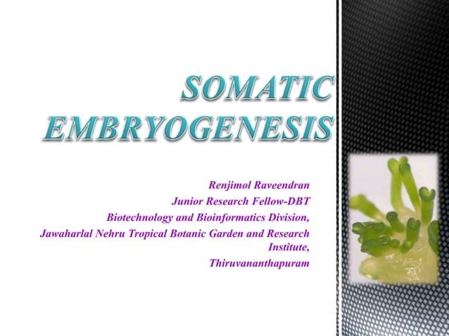 Somatic embryogenesis | PPTX