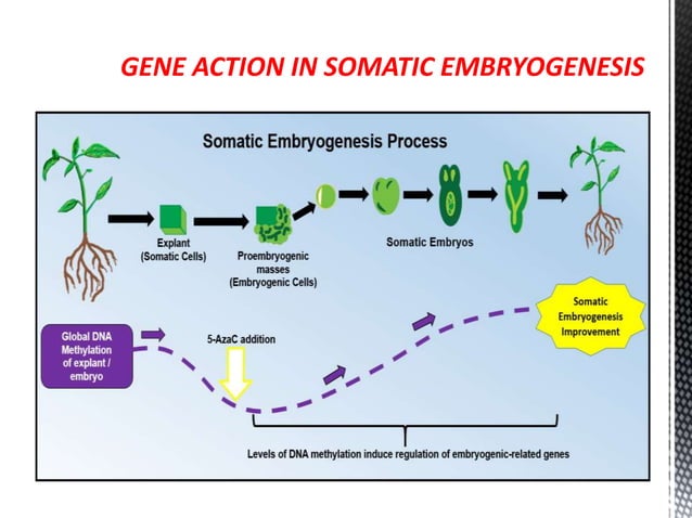 Somatic embryogenesis | PPTX