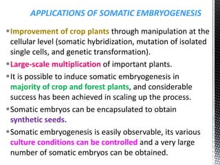 Somatic embryogenesis | PPTX