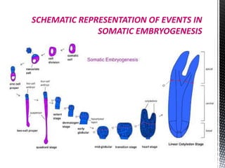 Somatic embryogenesis | PPTX
