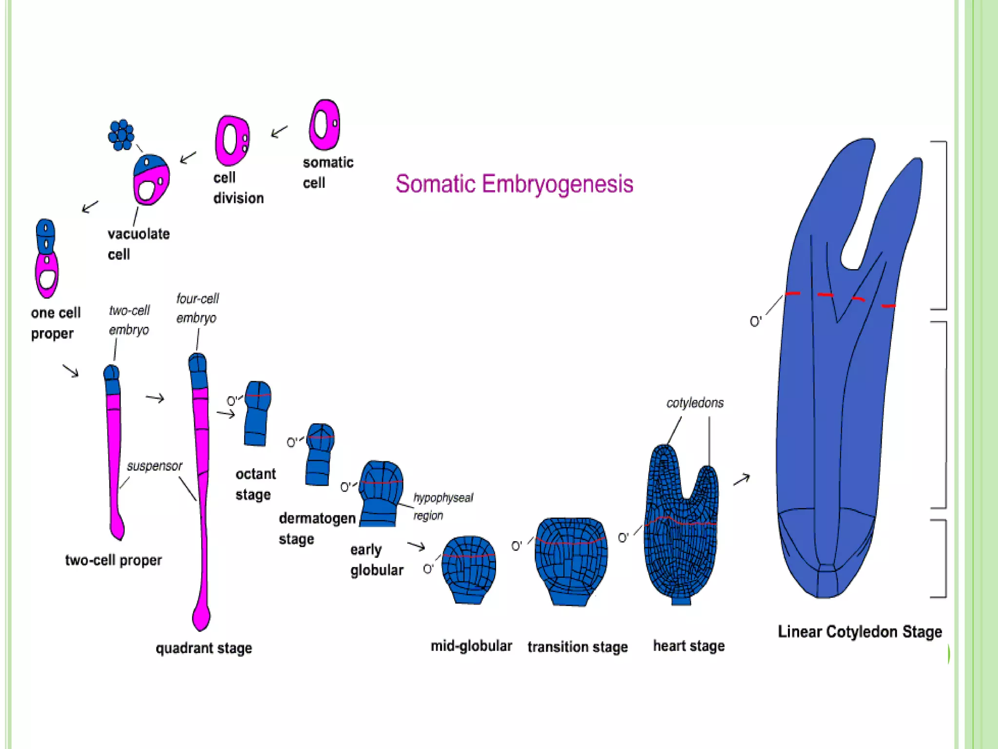 Somatic embryogenesis, in plant tissue culture | PPT