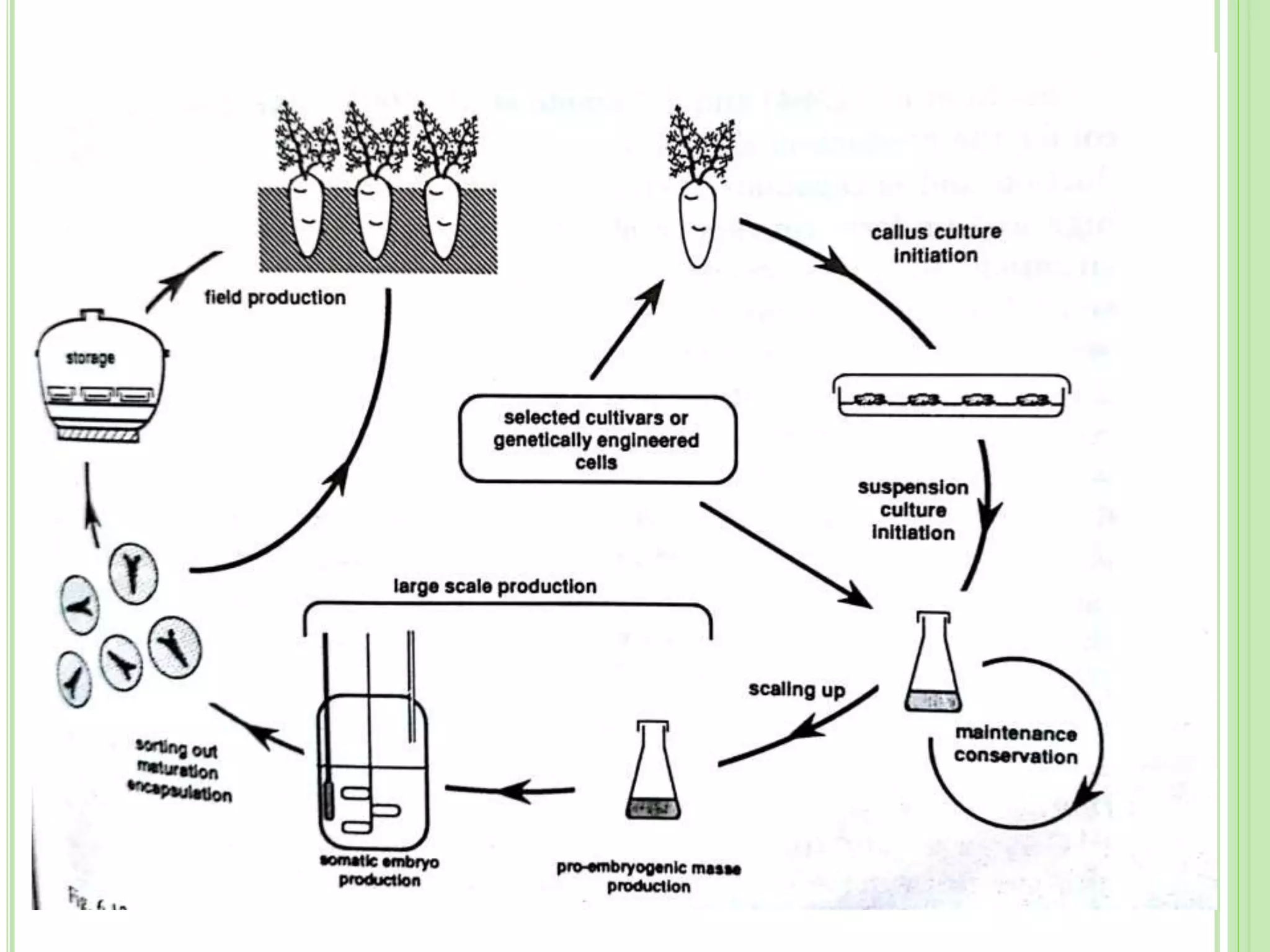 Somatic embryogenesis, in plant tissue culture | PPTX