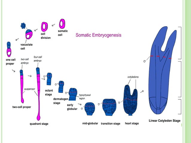 Somatic embryogenesis, in plant tissue culture | PPTX | Infertility ...