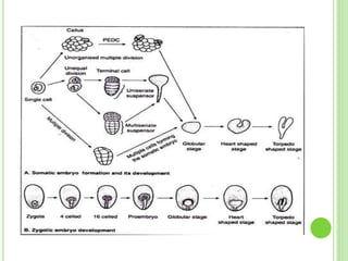 Somatic embryogenesis, in plant tissue culture | PPTX
