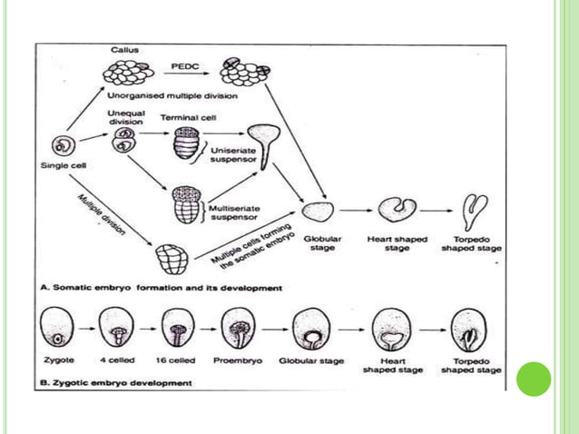 Somatic embryogenesis, in plant tissue culture | PPTX | Infertility ...