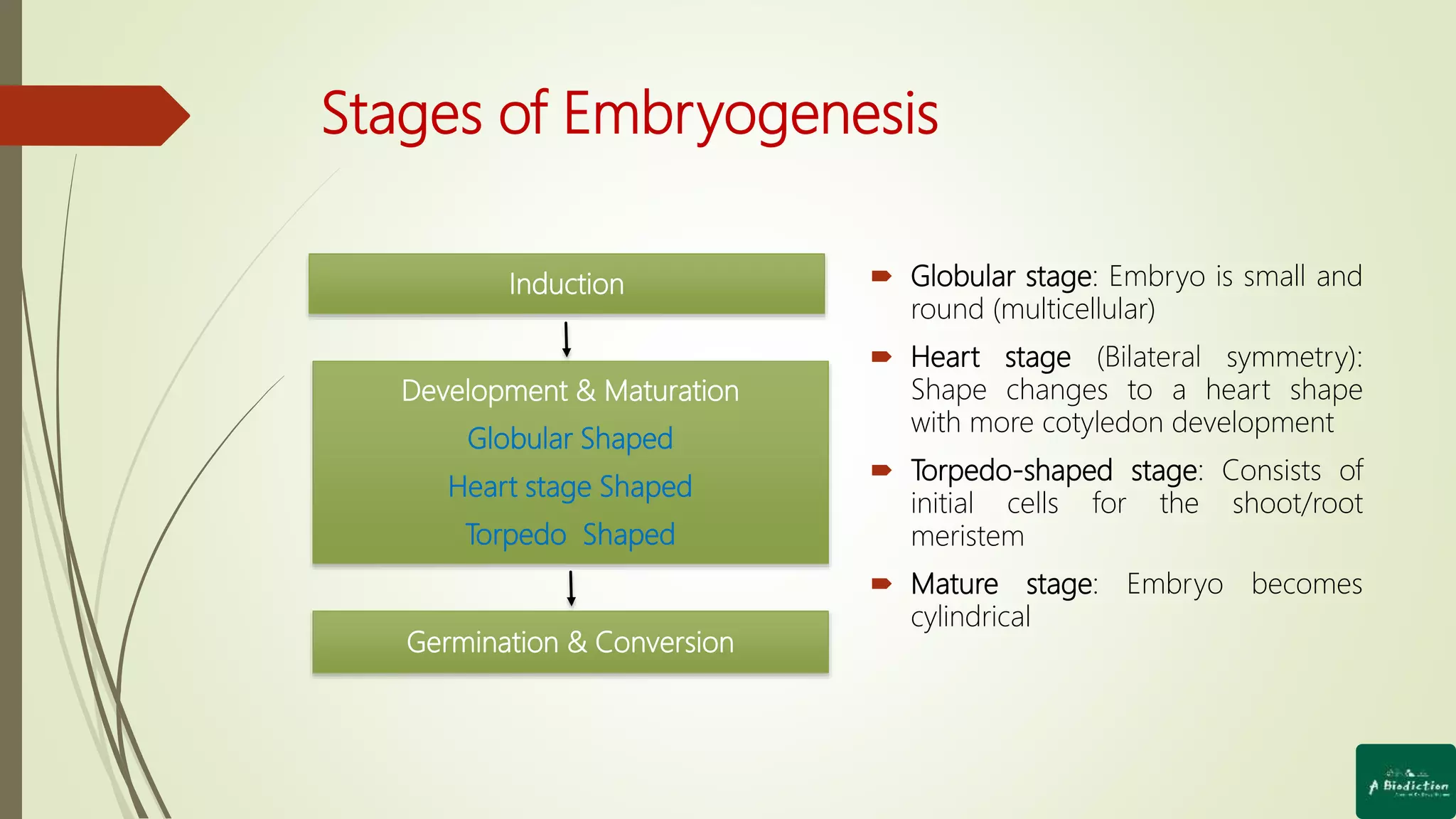 Plant Tissue Culture: Somatic Embryogenesis | PPTX