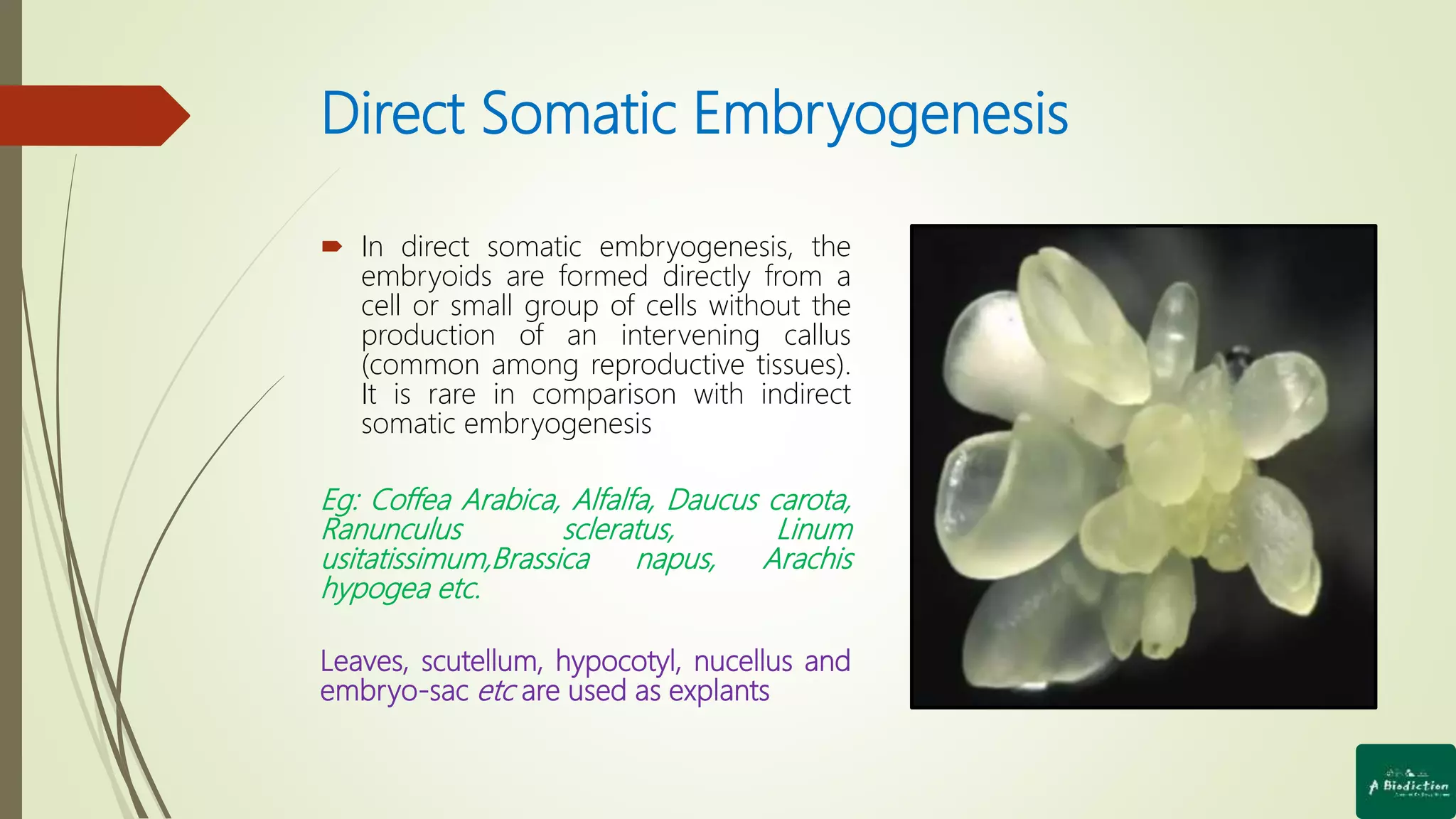 Plant Tissue Culture: Somatic Embryogenesis | PPTX