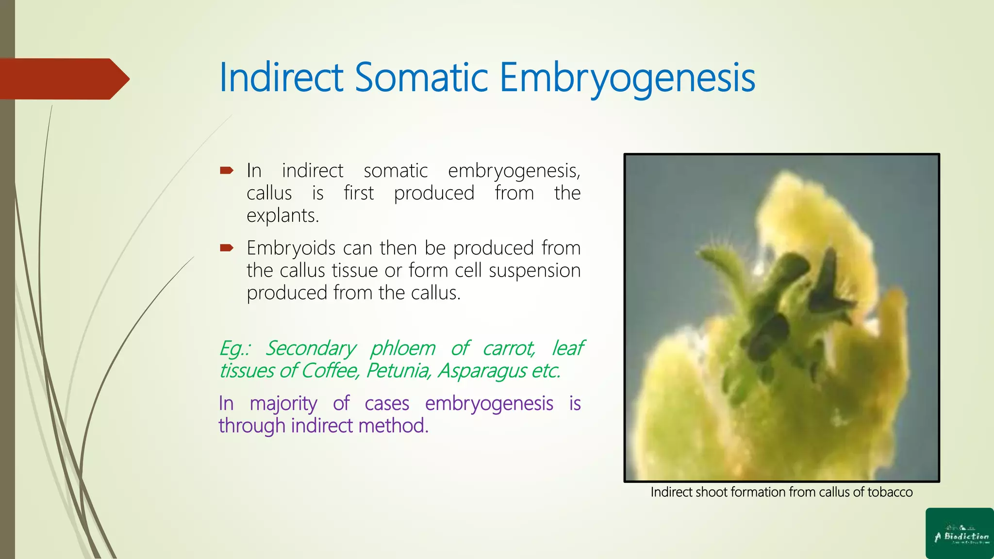 Plant Tissue Culture: Somatic Embryogenesis | PPTX