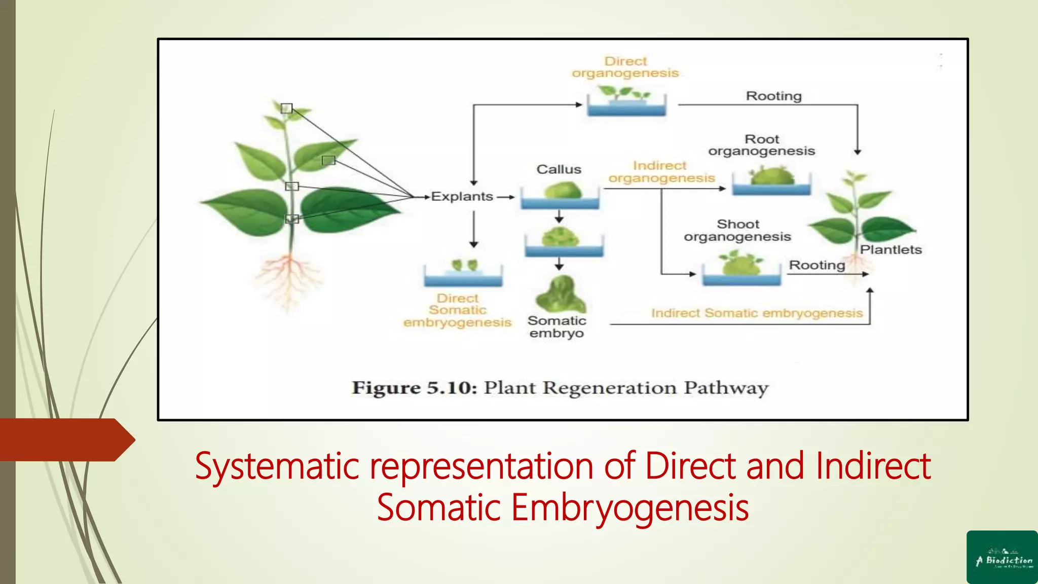 Plant Tissue Culture: Somatic Embryogenesis | PPTX