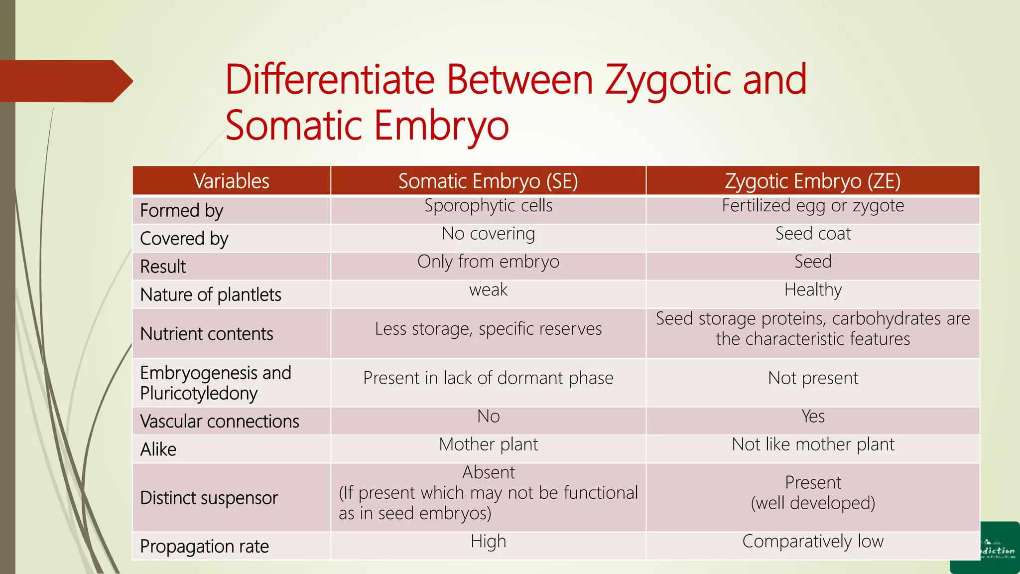 Plant Tissue Culture: Somatic Embryogenesis | PPTX