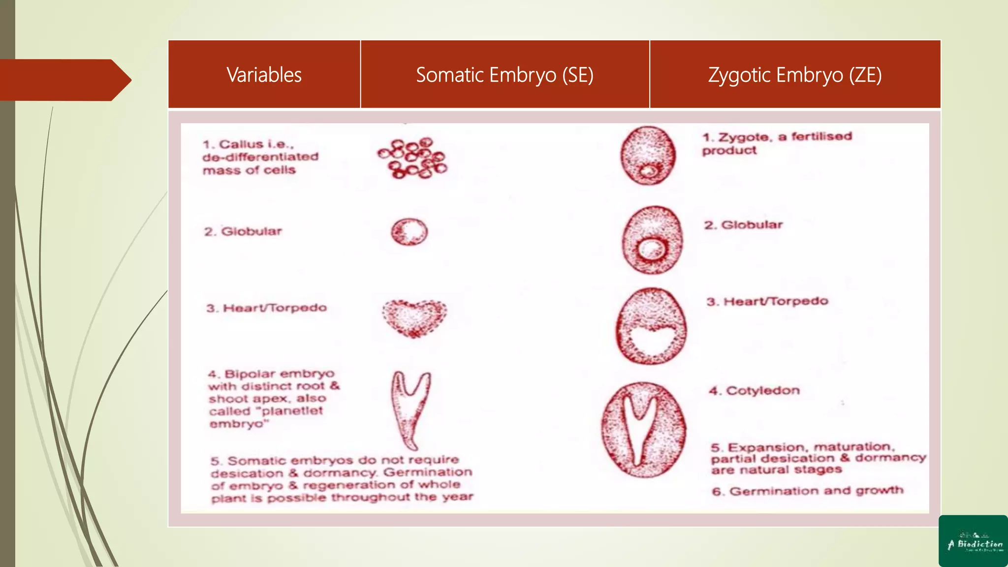 Plant Tissue Culture: Somatic Embryogenesis | PPTX