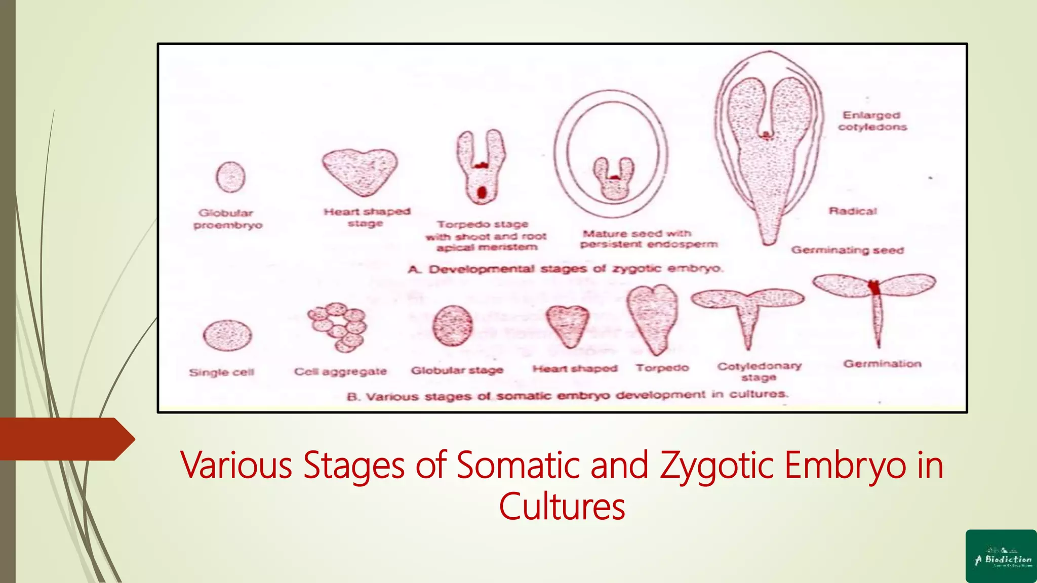 Plant Tissue Culture: Somatic Embryogenesis | PPTX