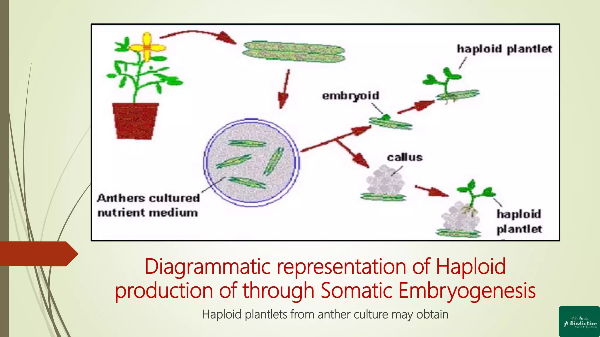 Plant Tissue Culture: Somatic Embryogenesis | PPTX