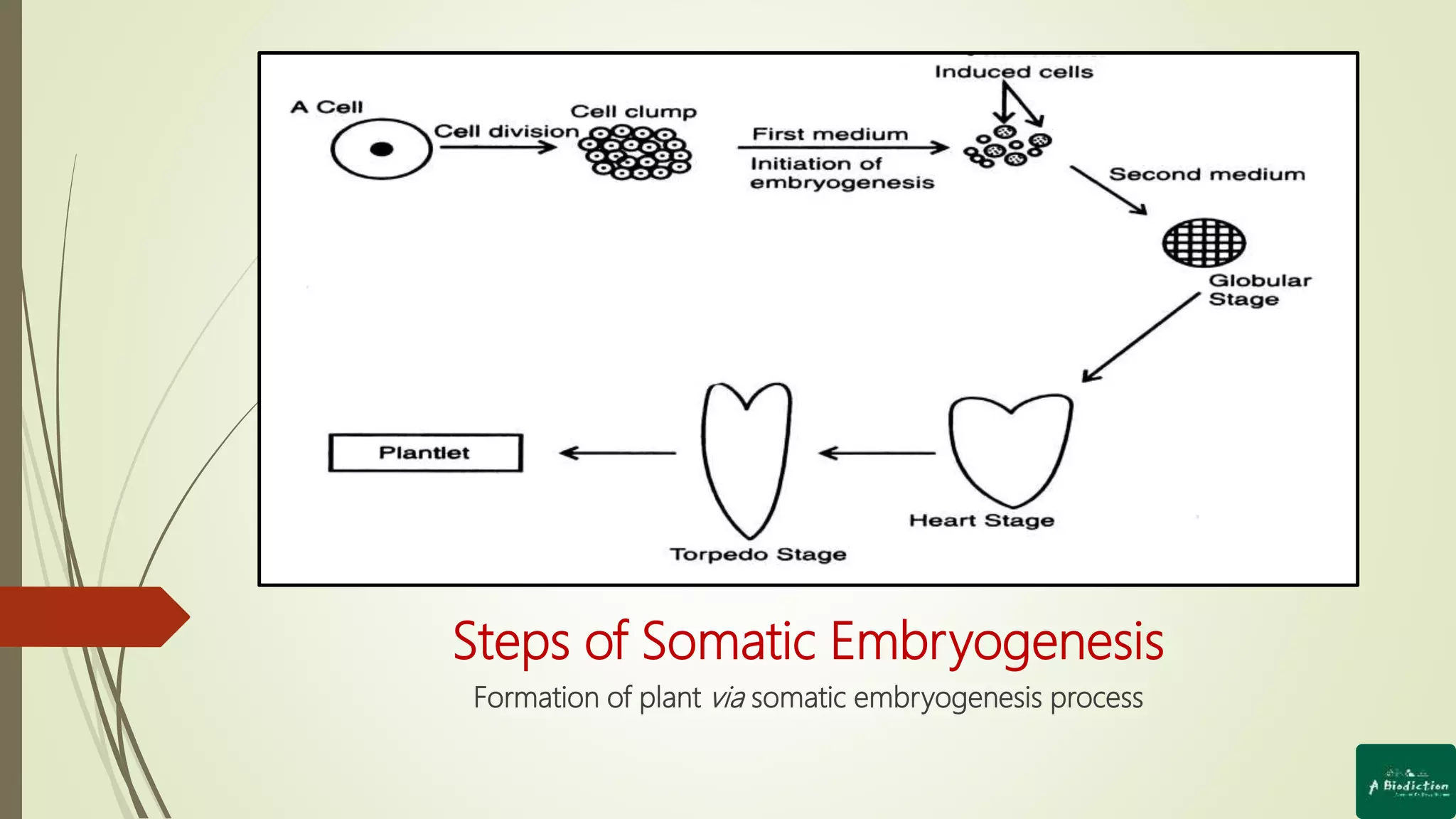 Plant Tissue Culture: Somatic Embryogenesis | PPTX