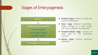 Plant Tissue Culture: Somatic Embryogenesis | PPTX