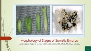 Plant Tissue Culture: Somatic Embryogenesis | PPTX