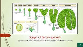 Plant Tissue Culture: Somatic Embryogenesis | PPTX