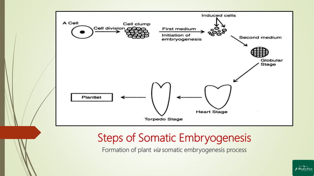 Plant Tissue Culture: Somatic Embryogenesis | PPTX