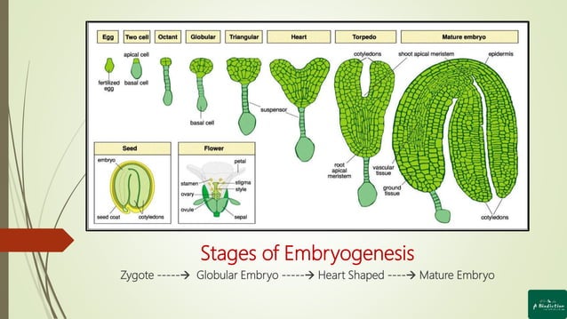 Plant Tissue Culture: Somatic Embryogenesis
