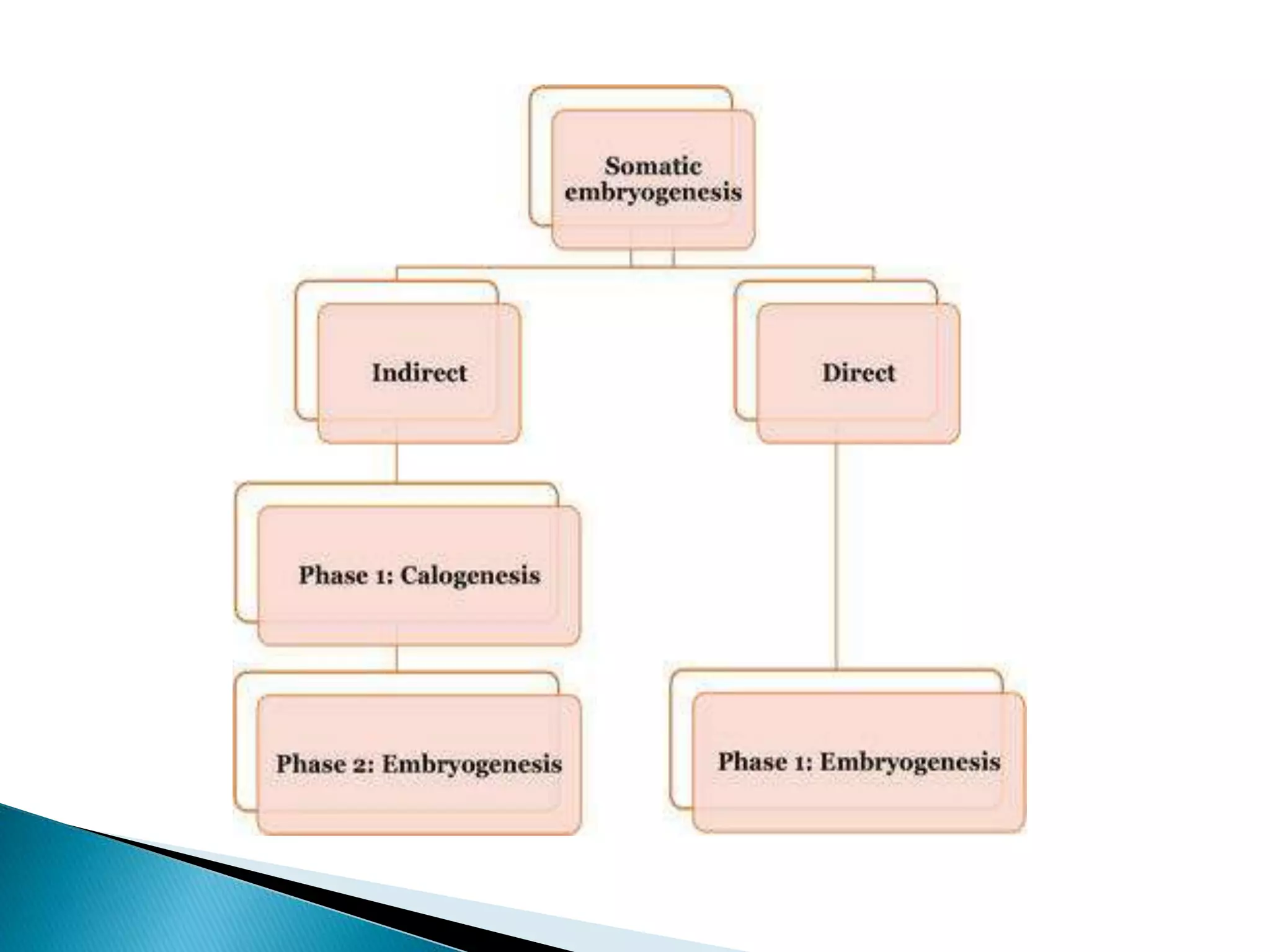 Somatic embryogenesis | PPTX