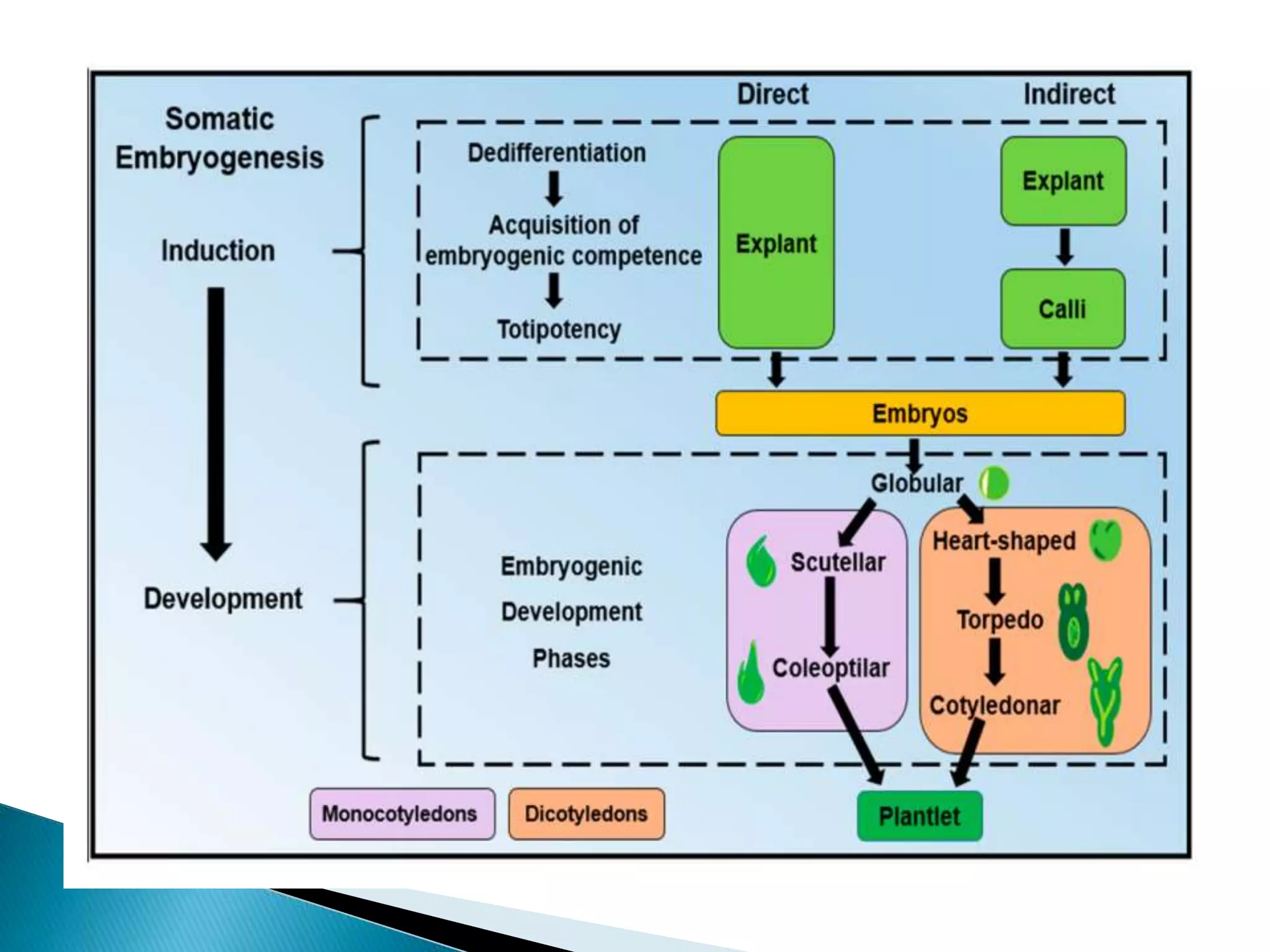 Somatic embryogenesis | PPTX