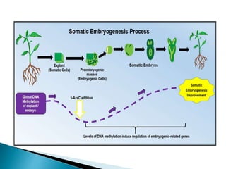 Somatic embryogenesis | PPTX
