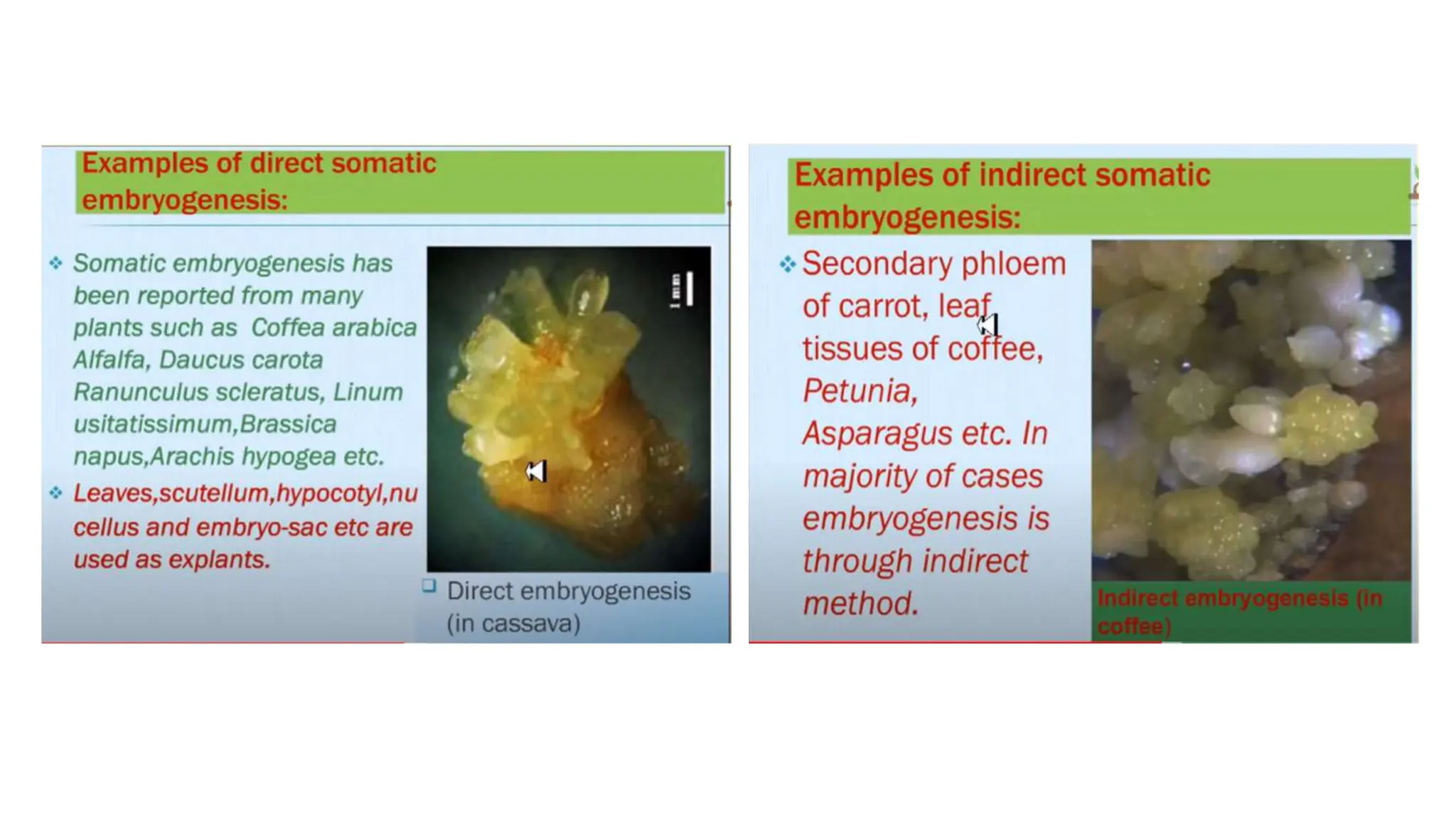 all the information for somatic embryogenesis | PPT
