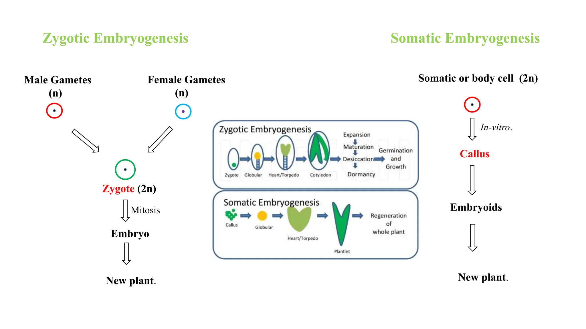 all the information for somatic embryogenesis | PDF