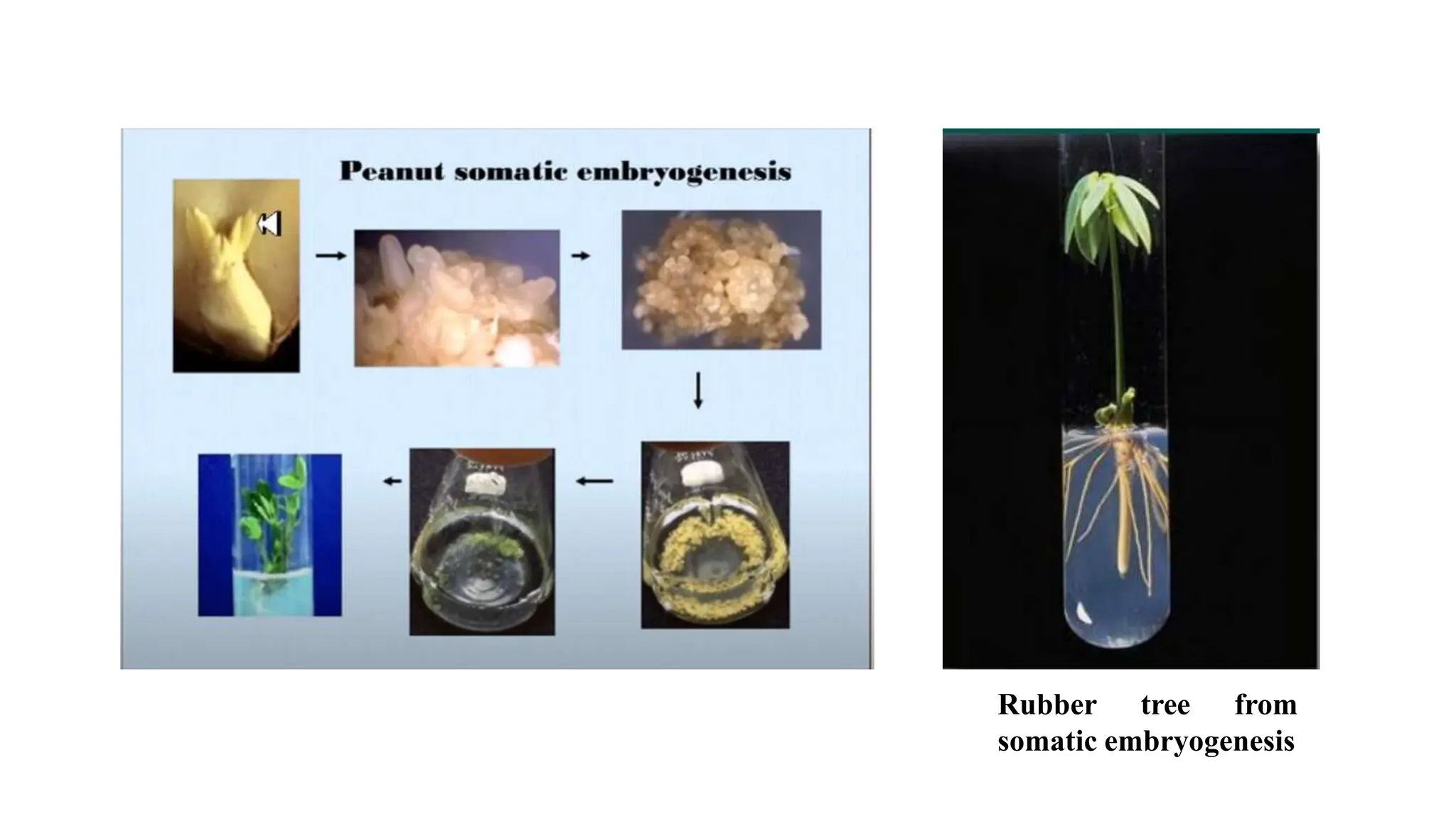 all the information for somatic embryogenesis | PDF