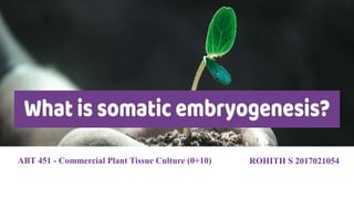all the information for somatic embryogenesis | PPT