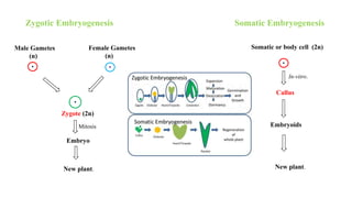 all the information for somatic embryogenesis | PPT
