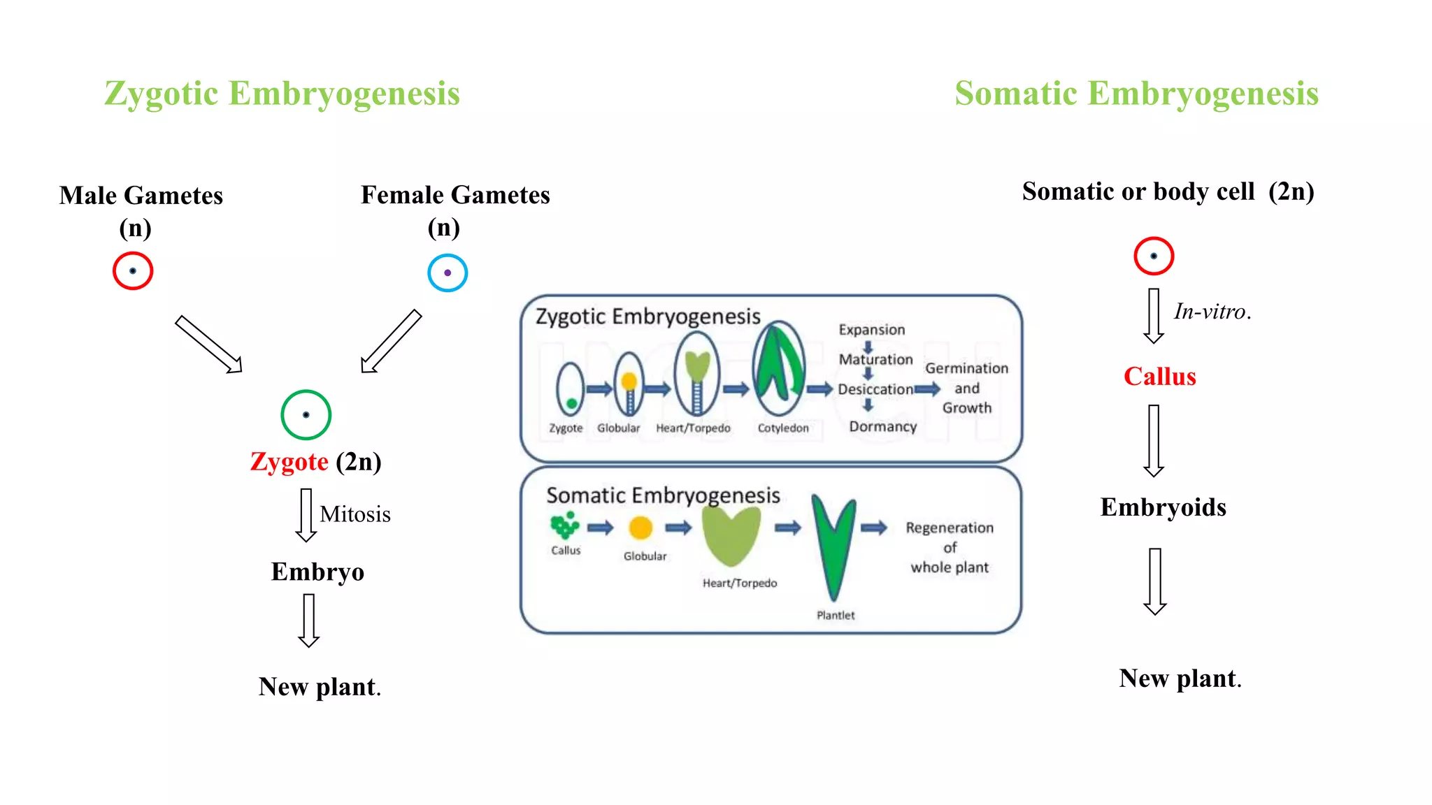 Somatic embryogenesis | PPTX