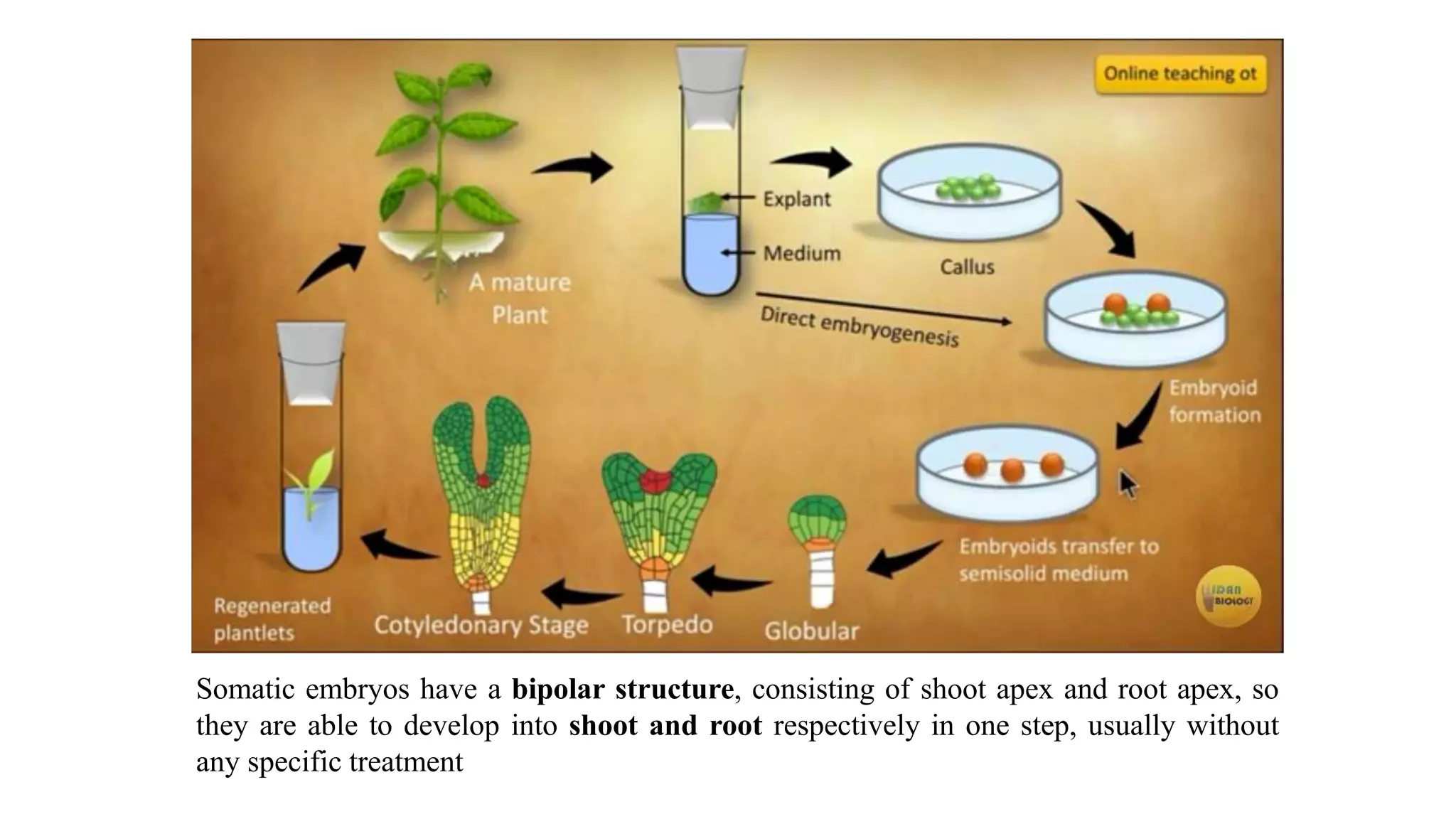 Somatic embryogenesis | PPTX