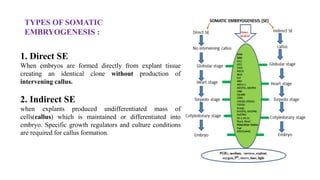 Somatic embryogenesis | PPTX