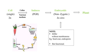 Somatic embryogenesis | PPTX