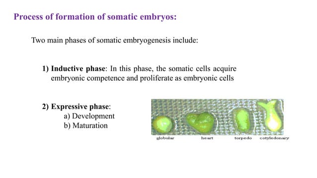 Somatic embryogenesis | PPTX