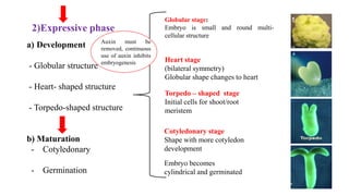 Somatic embryogenesis | PPTX