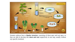 Somatic embryogenesis | PPTX