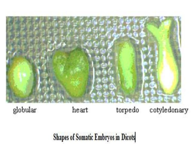 Somatic Embryogenesis.pptx