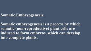 SOMATIC EMBRYOGENESIS.pptx