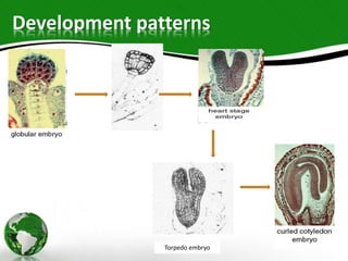 Somatic embryogenesis, in plant tissue culture 2 | PPTX