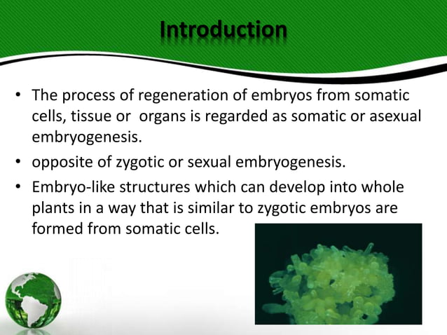 Somatic embryogenesis, in plant tissue culture 2 | PPTX | Infertility ...