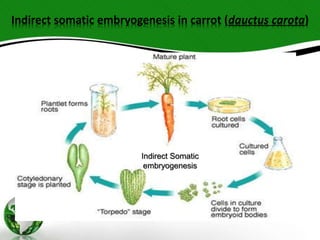 Somatic embryogenesis, in plant tissue culture 2 | PPTX