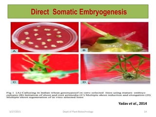 Somatic embryogenesis ; 27 march 15. 3.00 pm | PPTX