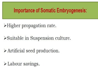 somatic embryogenesis Abhishek kumar verma.pptx