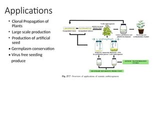 Somatic Embryogenesis (Plant Tissue Culture Technique).ppt