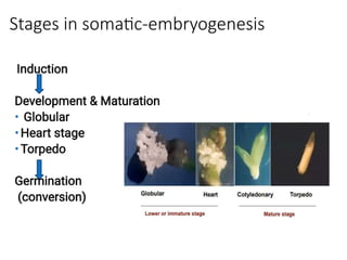 Somatic Embryogenesis (Plant Tissue Culture Technique).ppt